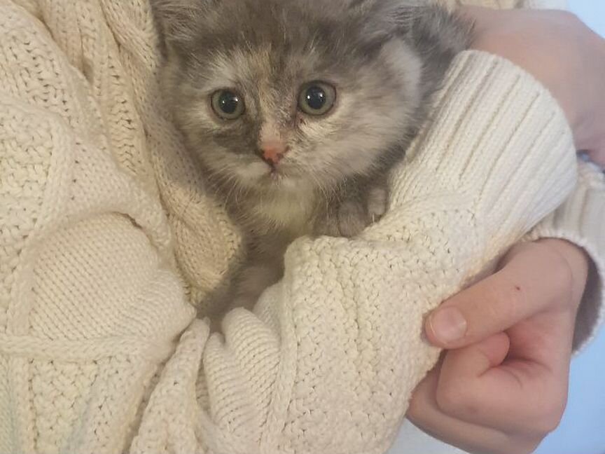 Шотланские котята шиншилы