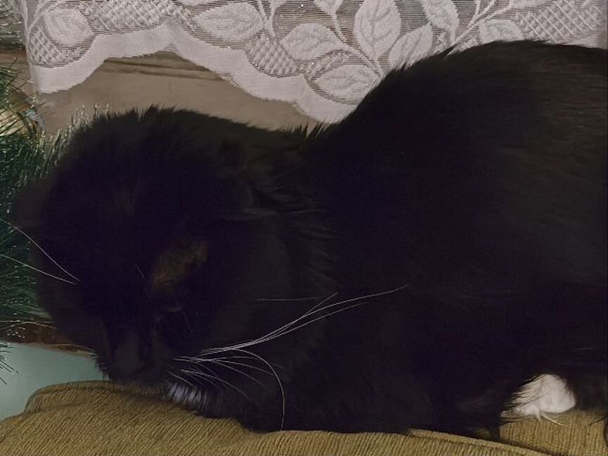 Породистый кот отдам бесплатно