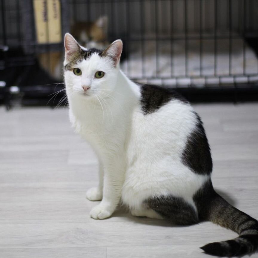 Взрослая, Девочка кошка в добрые руки