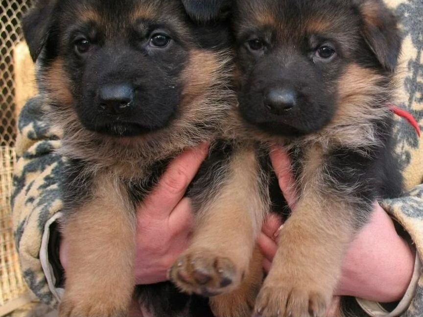 Немецкая овчарка щенки