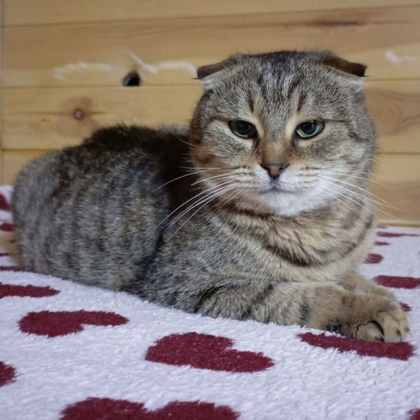 Шотландская вислоухая короткошёрстная, взрослая кошка