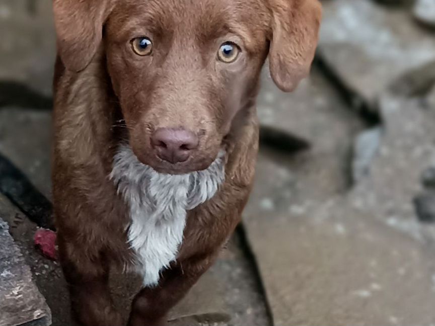Щенок мальчик, 6-7 месяцев в добрые руки