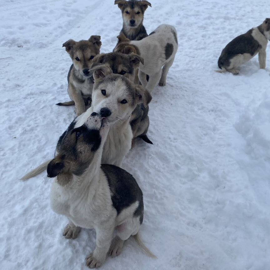 Щенок в добрые руки