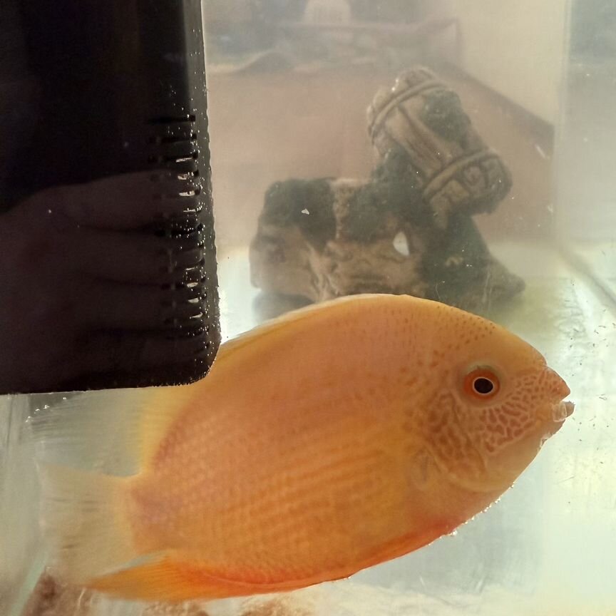 Северум красноточечный