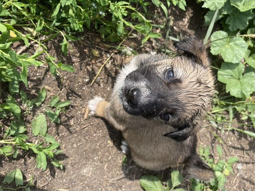 Собака в добрые руки алабай