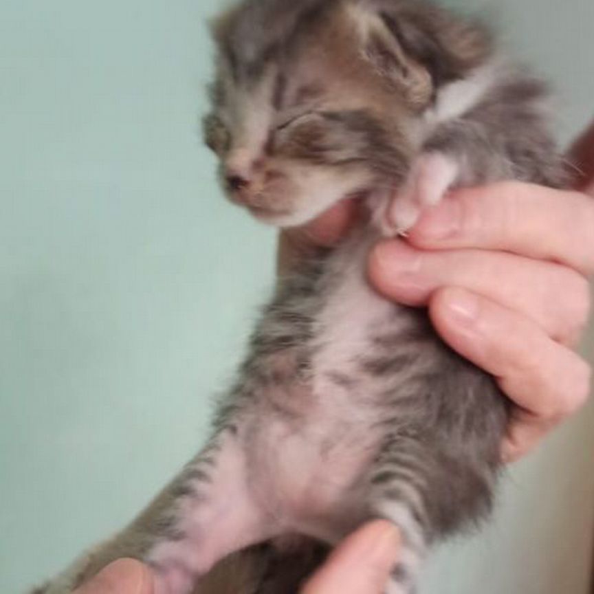 Котенок