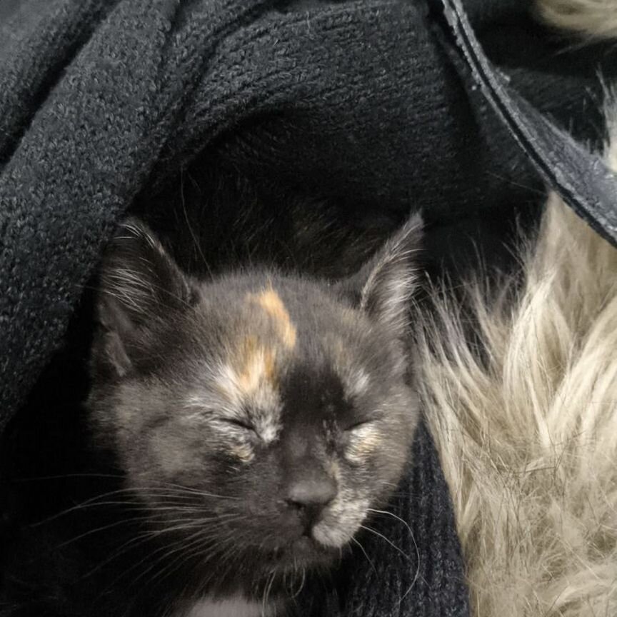 Котёнок в добрые руки