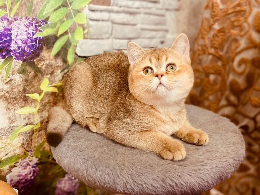 Британские котята