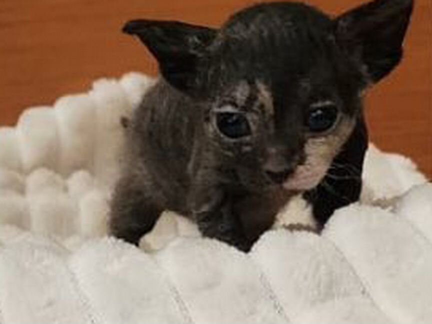 Сфинкс браш