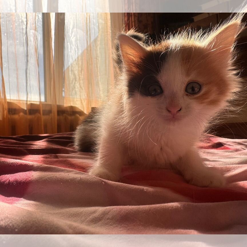 Котёнок в добрые руки