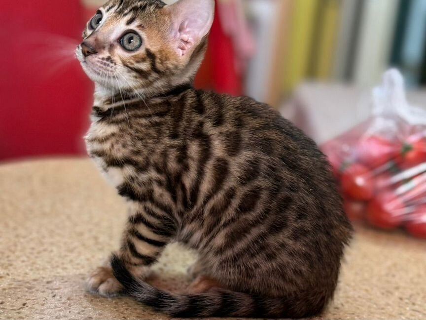 Бенгальские котята