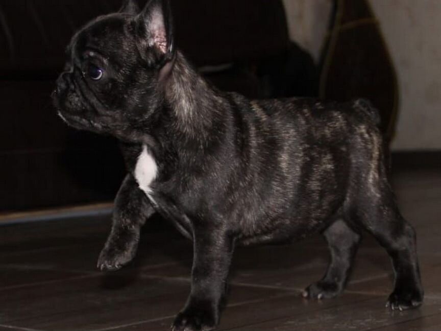 Тигровая красотка