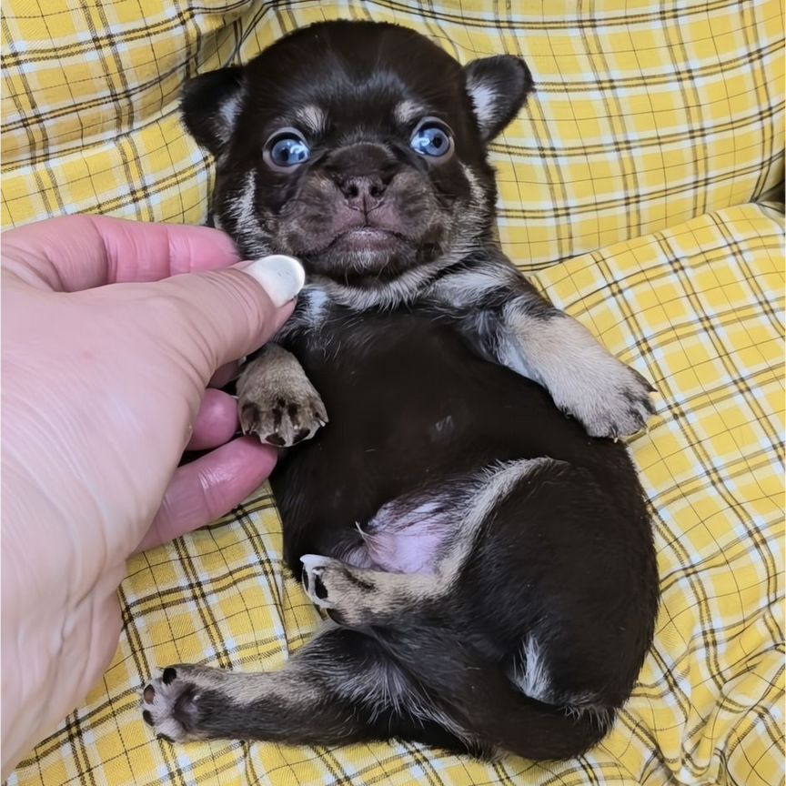 Чихуахуа, щенок