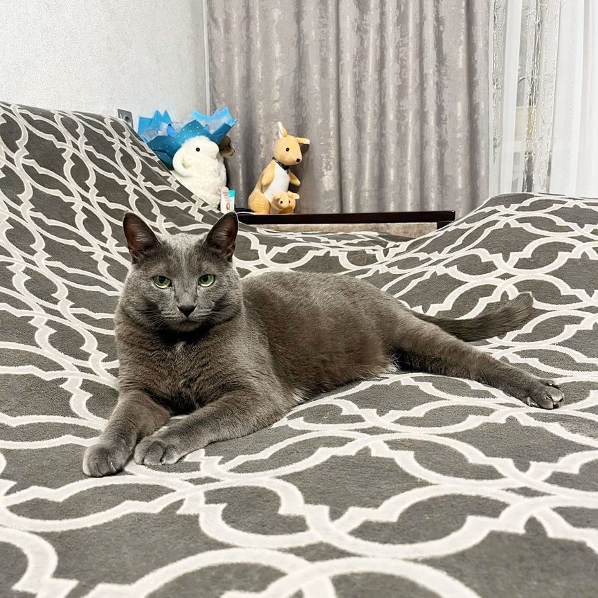 Кот в добрые руки