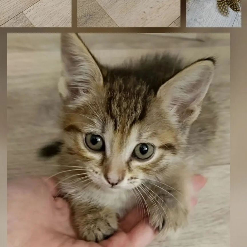 Котёнок в добрые руки