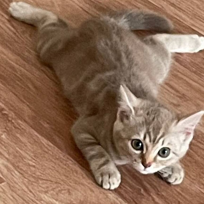 Кошка