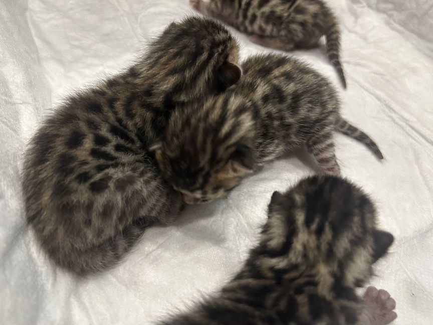 Бенгальские котята