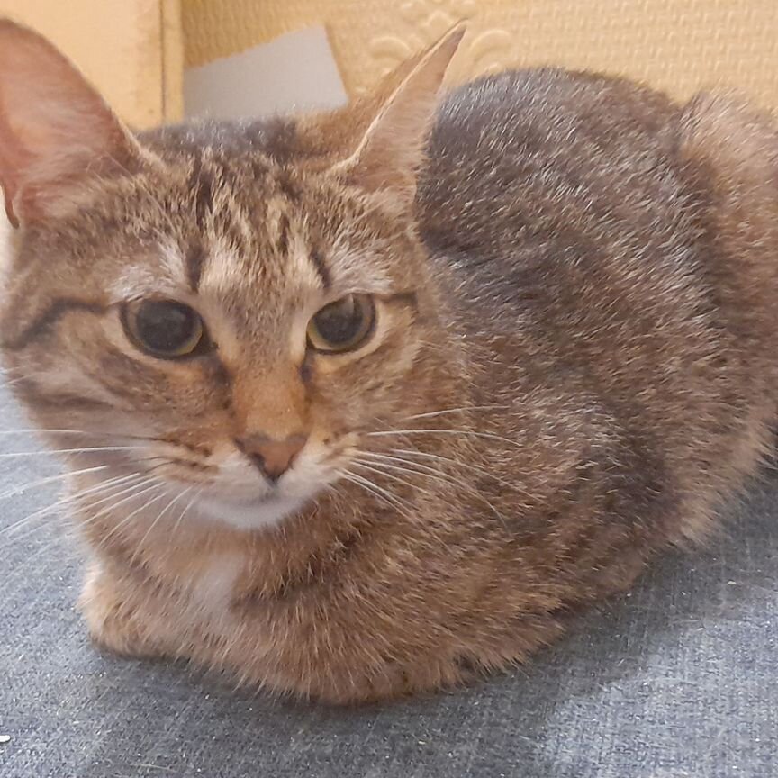 Кошка в добрые руки