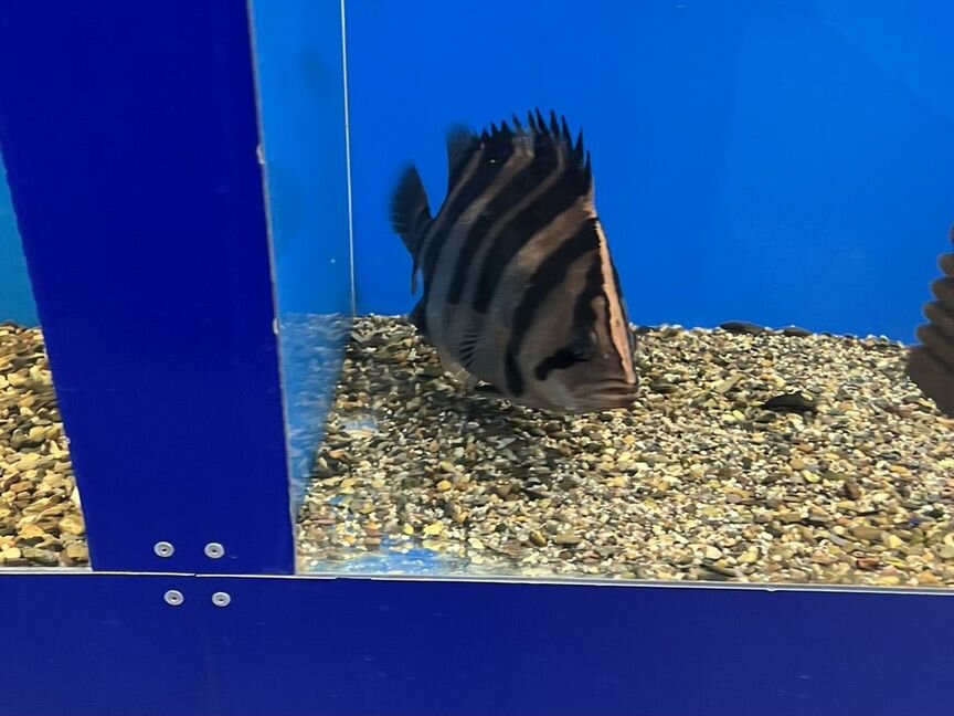 Окунь индонезийский