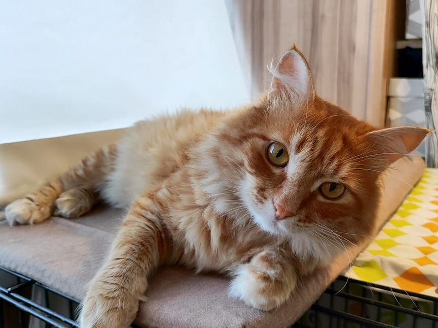 Кот в добрые руки