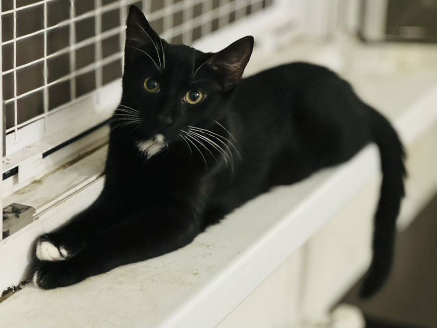 Котенок во фраке в добрые руки