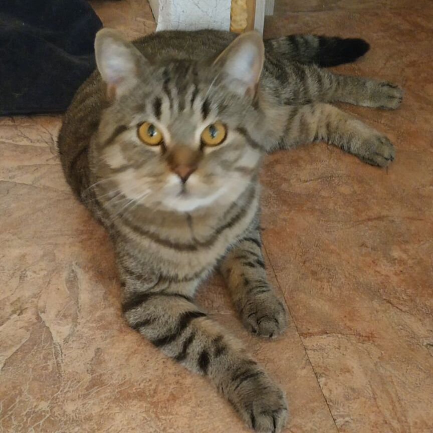 Кот