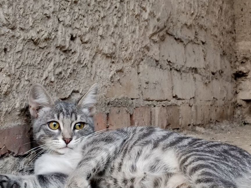 Двое котят девочка мальчик три месяца