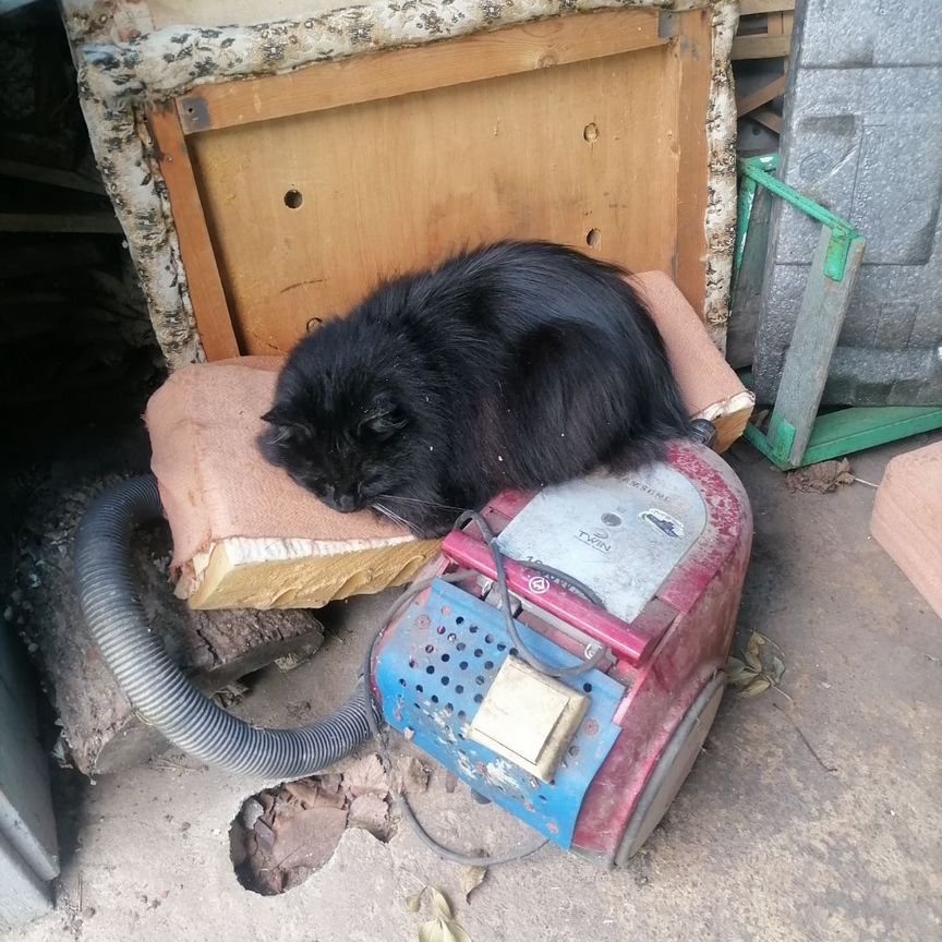 Потерялся кот