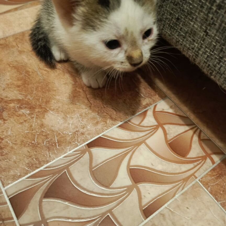 Отдам в добрые руки, котят