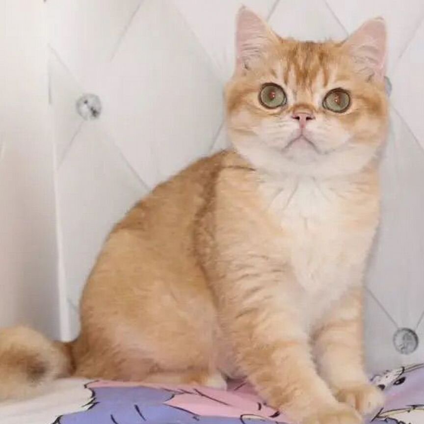 Британский короткошёрстный котёнок