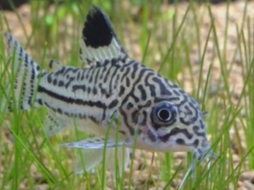 Продам аквариумную рыбу