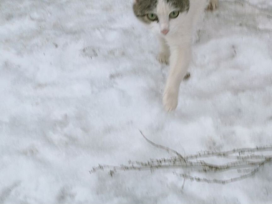 Кошечка молодая