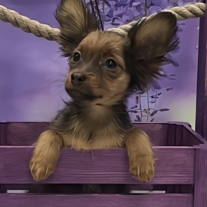 Русский той-терьер, щенок