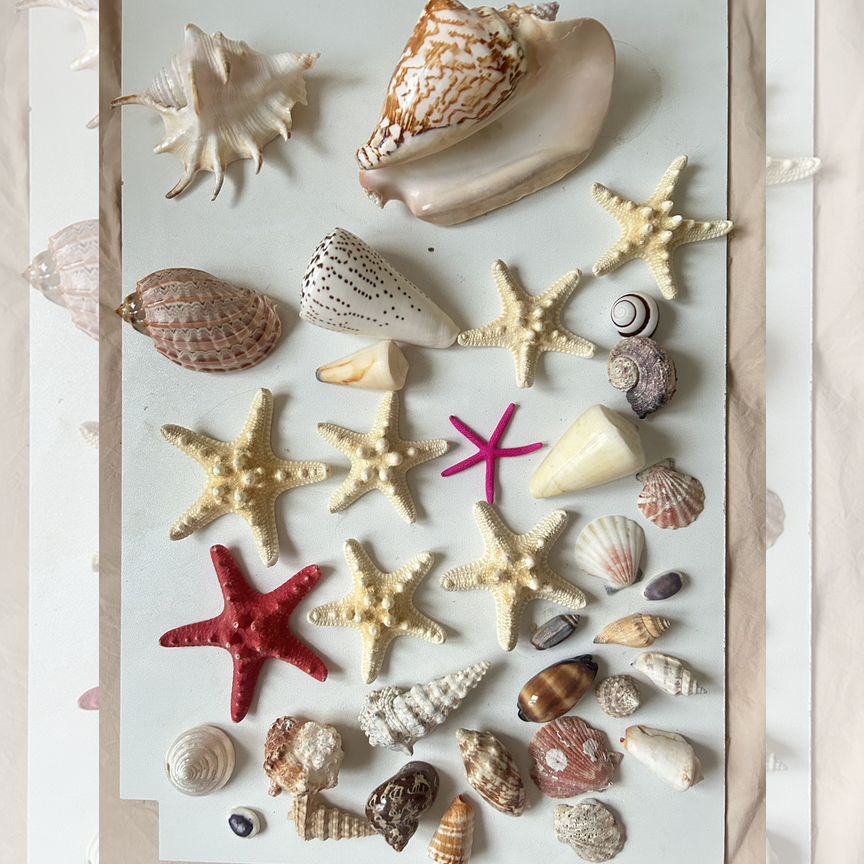 Морские ракушки
