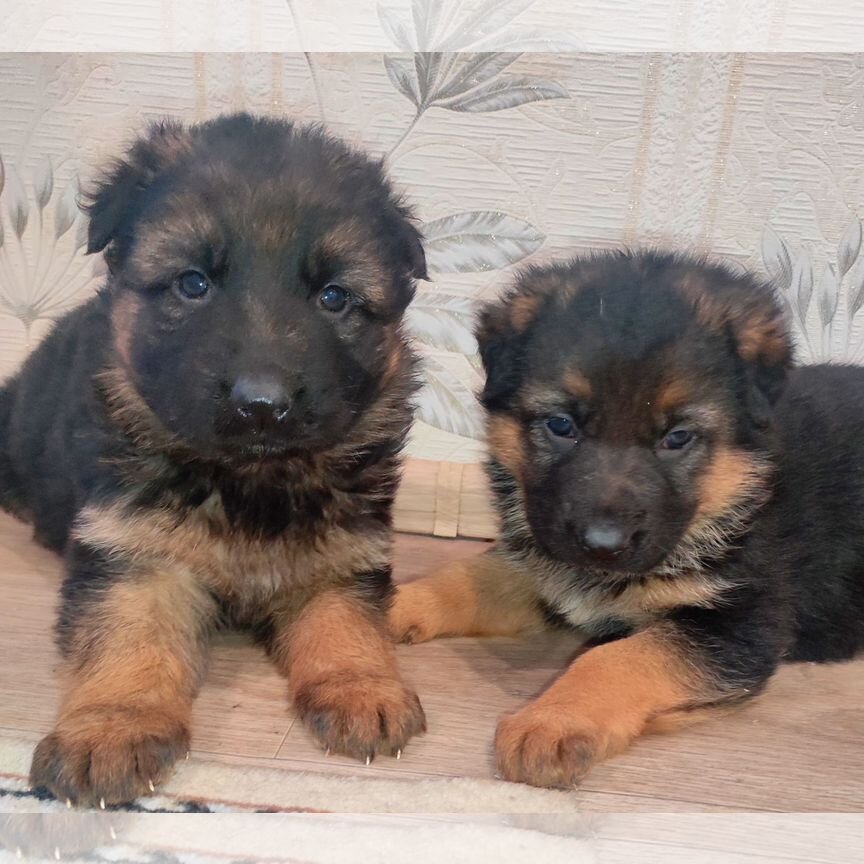 Щенки немецкой овчарки
