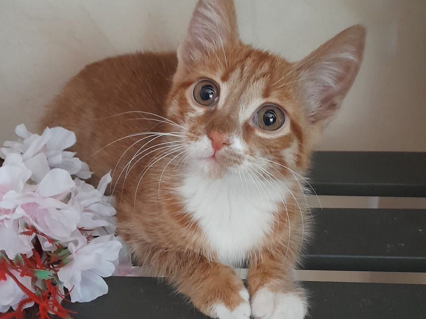 Фокси ищет дом