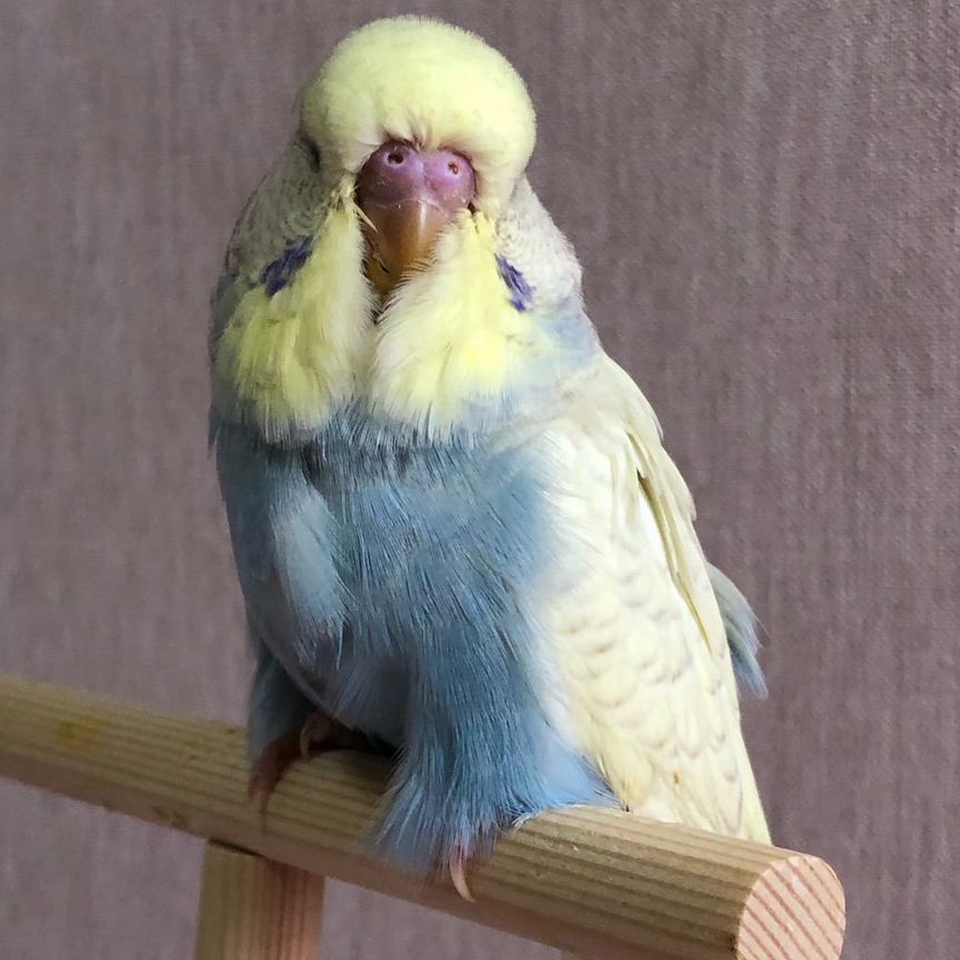 Выставочный волнистый попугай ввп Чех