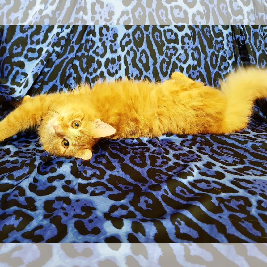 Кошечка Принцесса в добрые руки