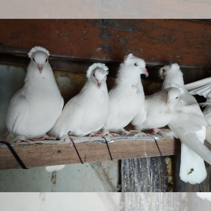 Продажа голубей ленинаканских