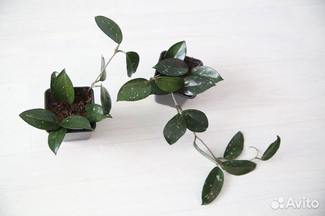 Хойя карноза (hoya carnosa, хойя мясистая) купить в Санкт-Петербурге ...