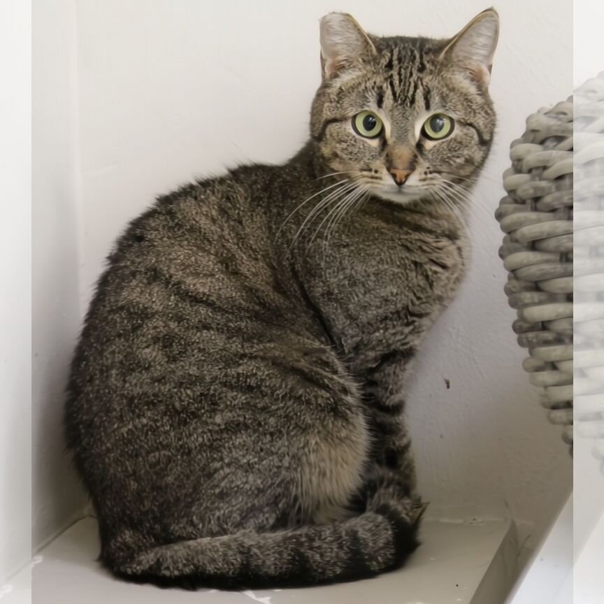 Взрослая, кошка в добрые руки