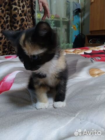 Люси-маленькая трехцветная девочка 1.5 мес в дар