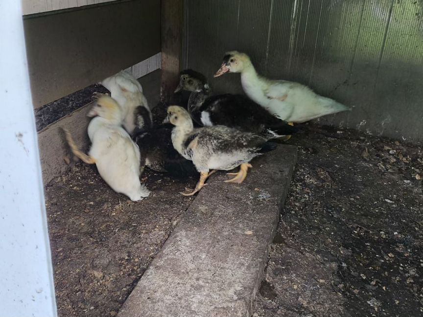 Мускусные утки индоутки индоутята