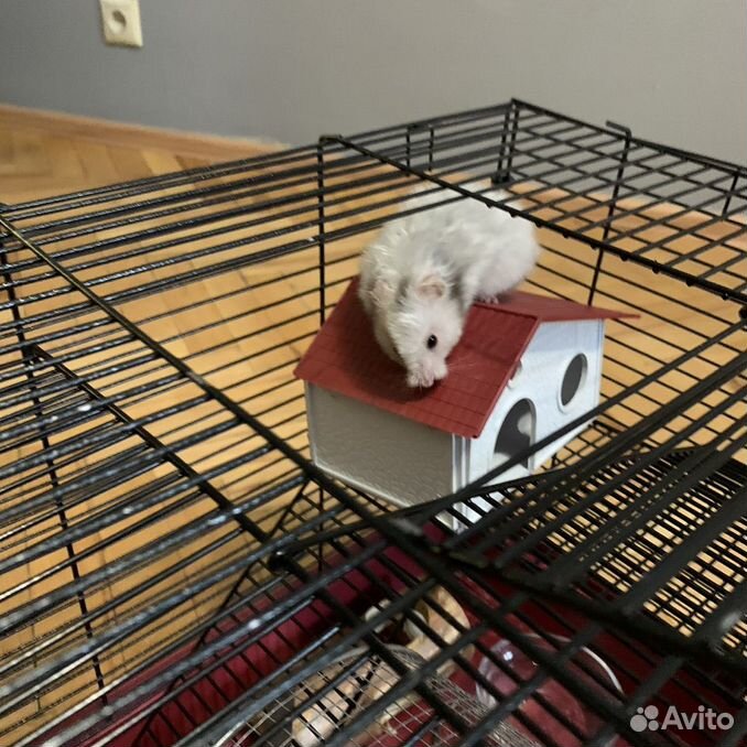 Хомячок бесплатно с клеткой