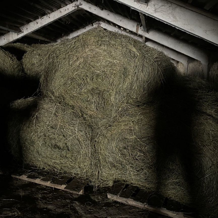 Сено в рулонах