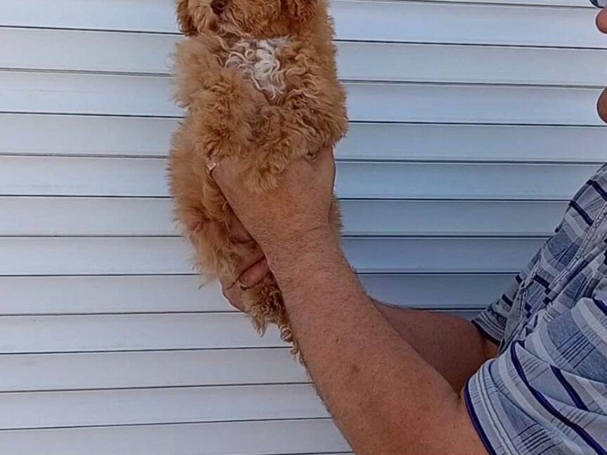 Мальтипушка девочка экстримального типа