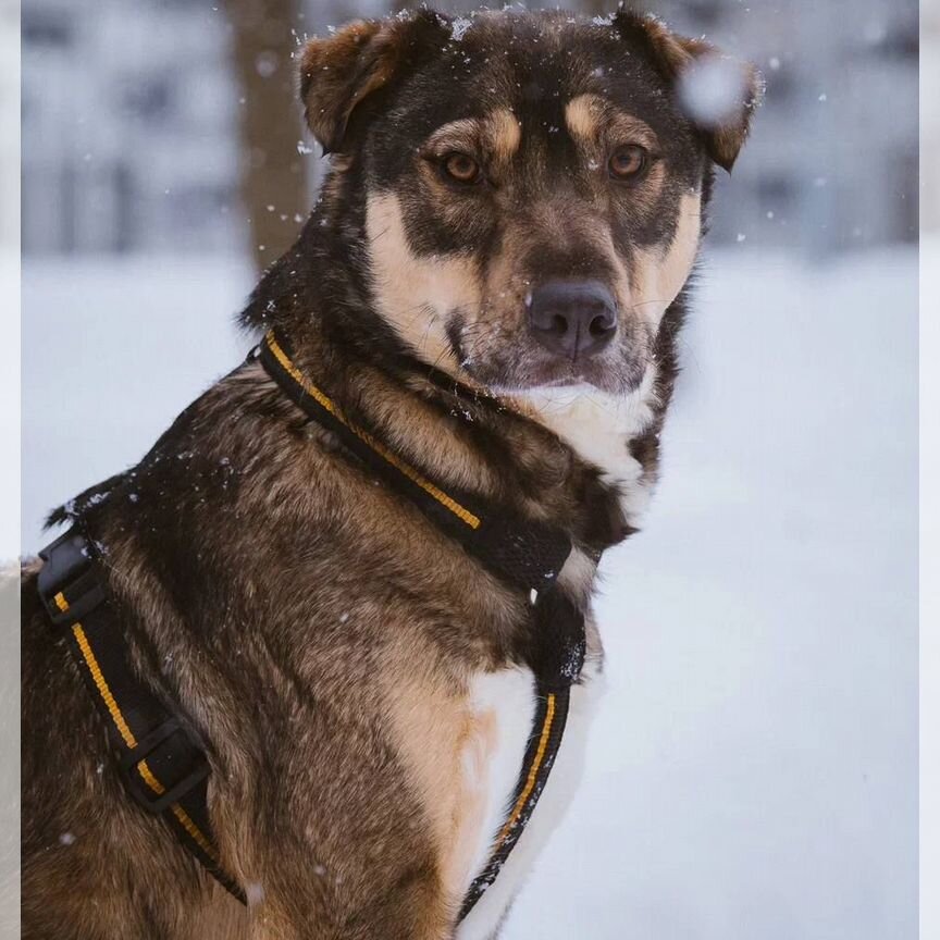 Взрослая собака в добрые руки