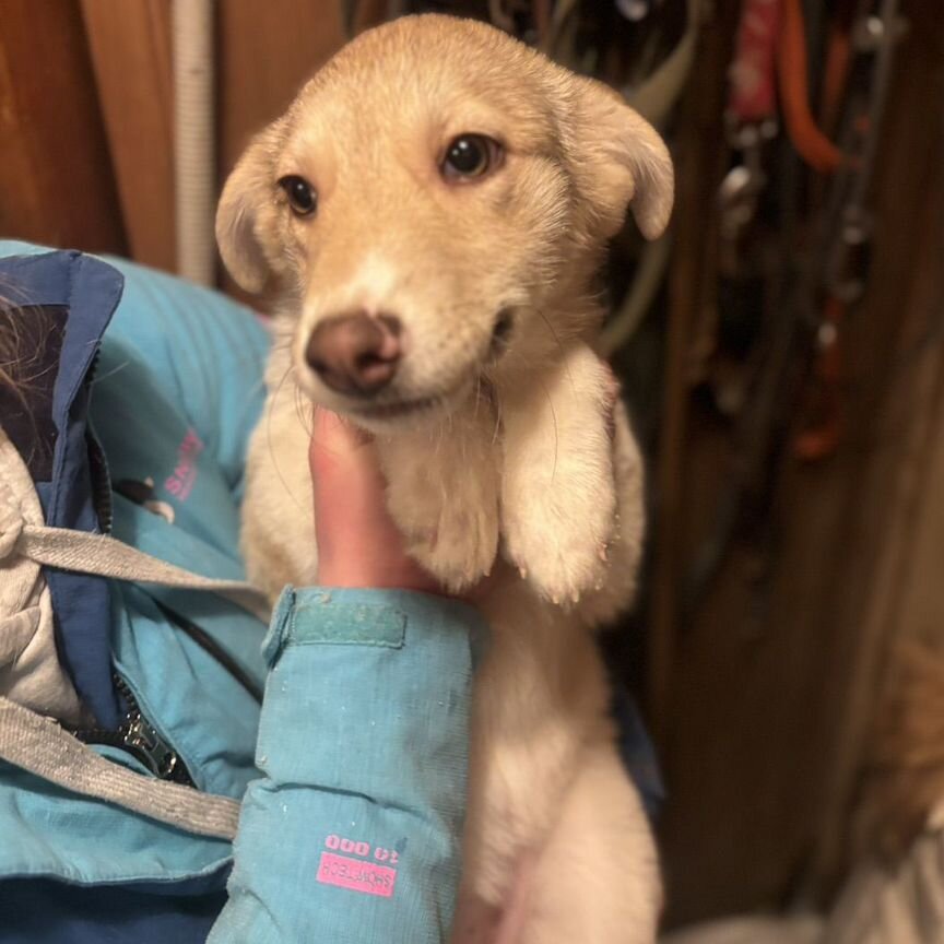 Щенок в добрые руки