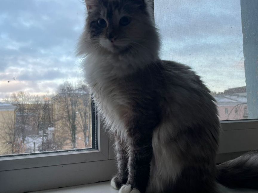 Кошка Снежка