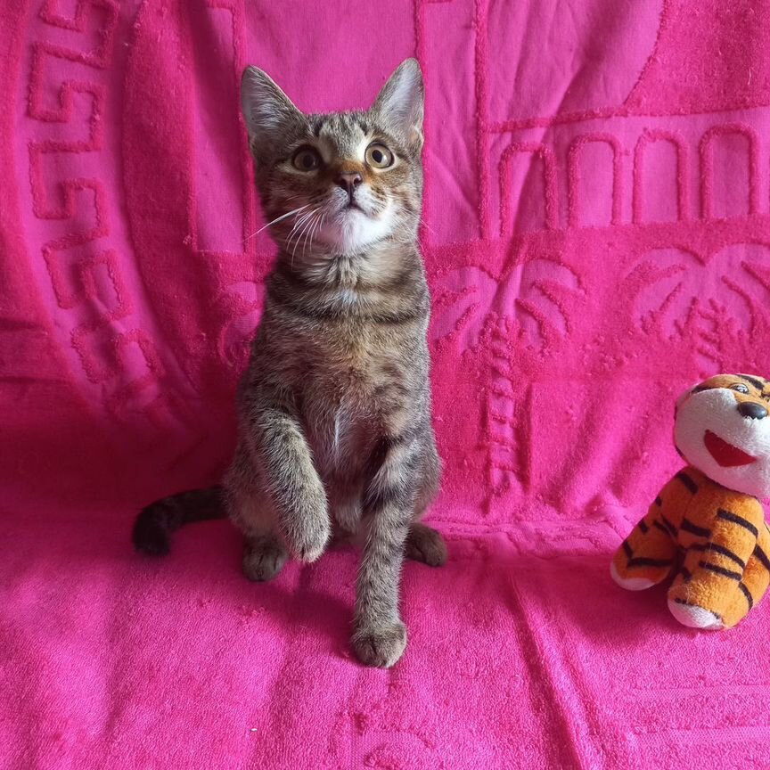 Котенок мальчик ласковый